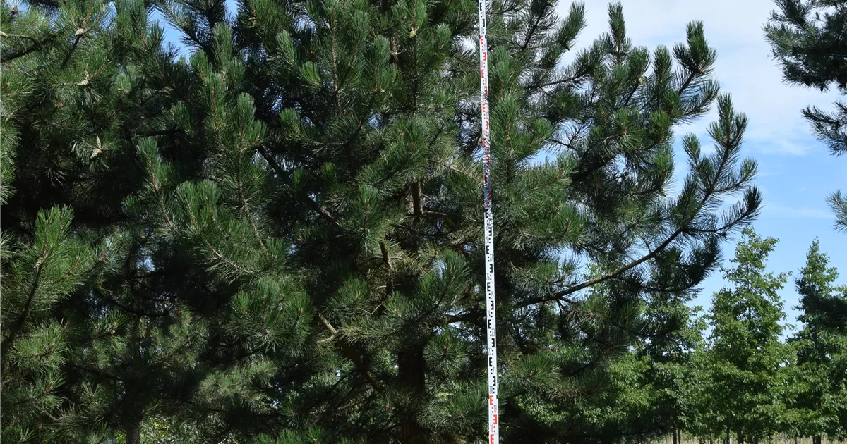 Pinus nigra ssp. nigra