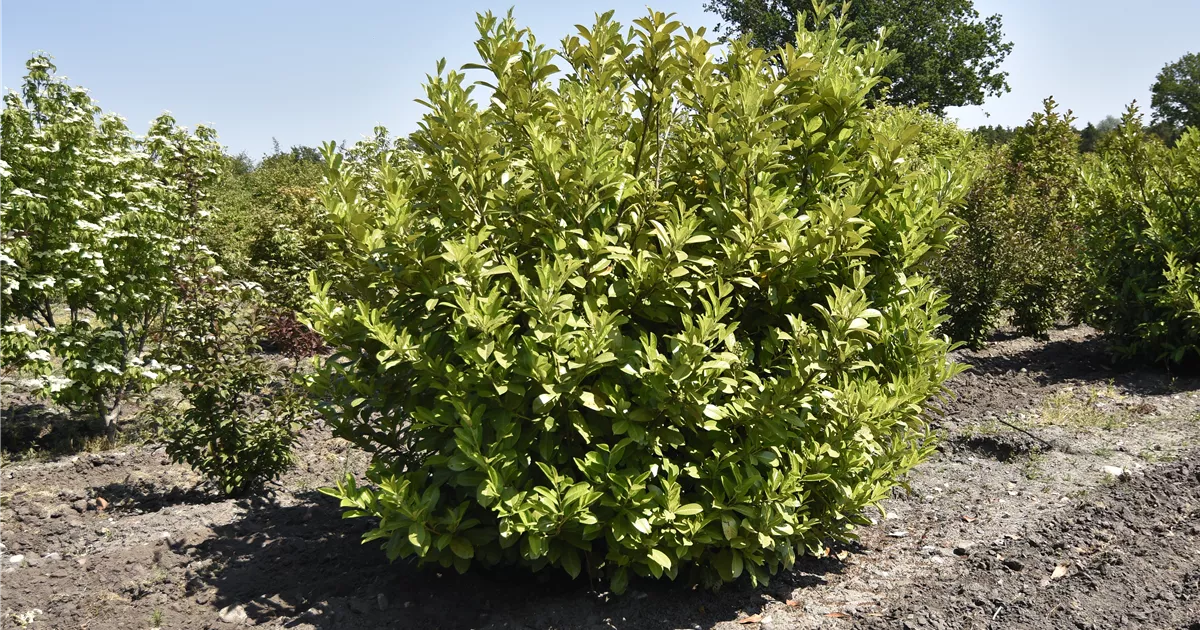 Prunus lauroc.'Genolia' -R-