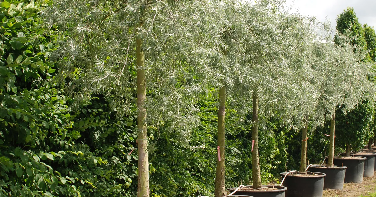 Pyrus salicifolia 'Pendula'