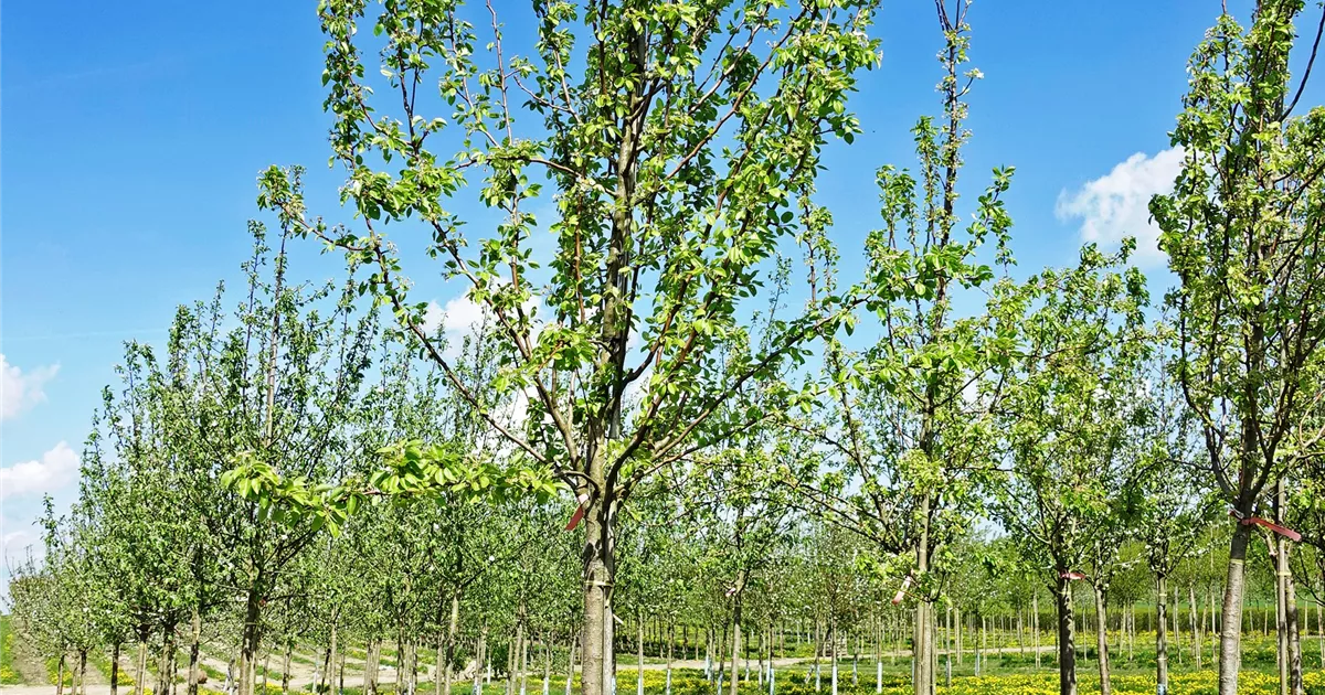 Pyrus com. 'Williams Christbirne' CAC