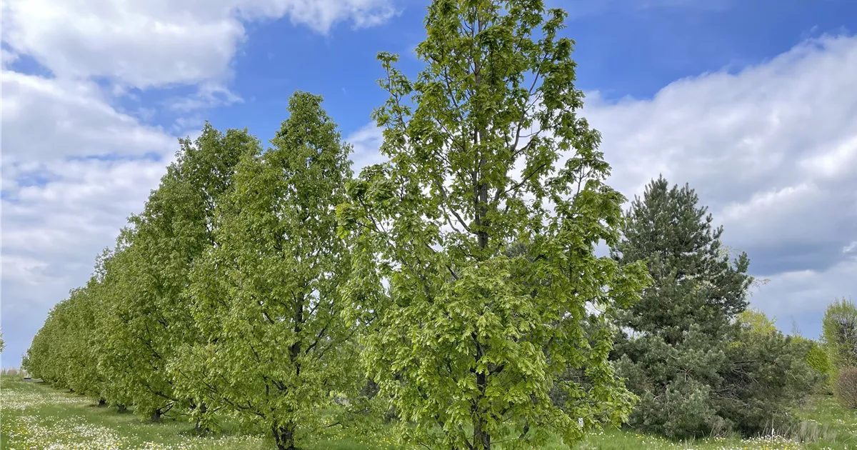 Quercus frainetto