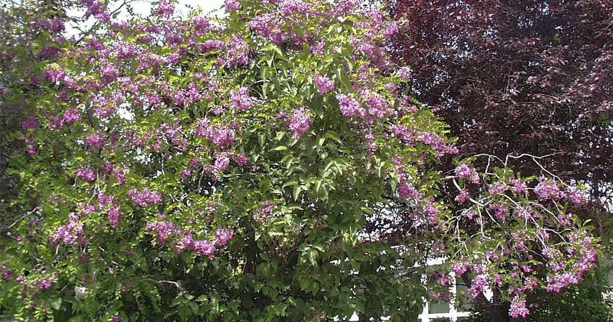 Robinia hispida 'Macrophylla'