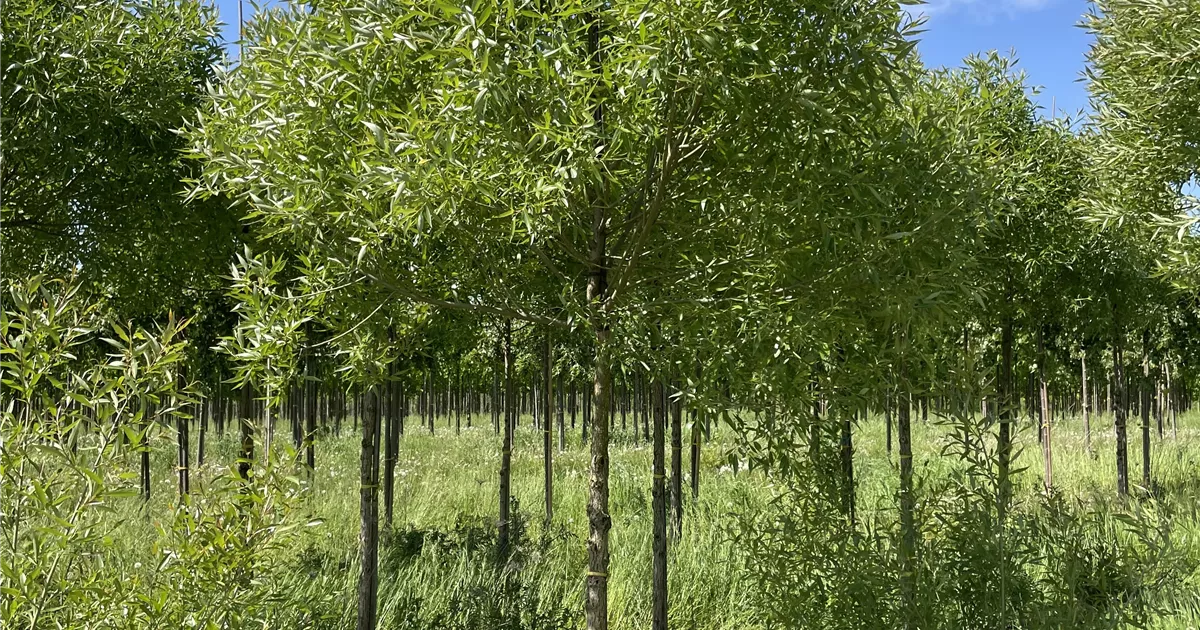 Salix fragilis 'Bullata'