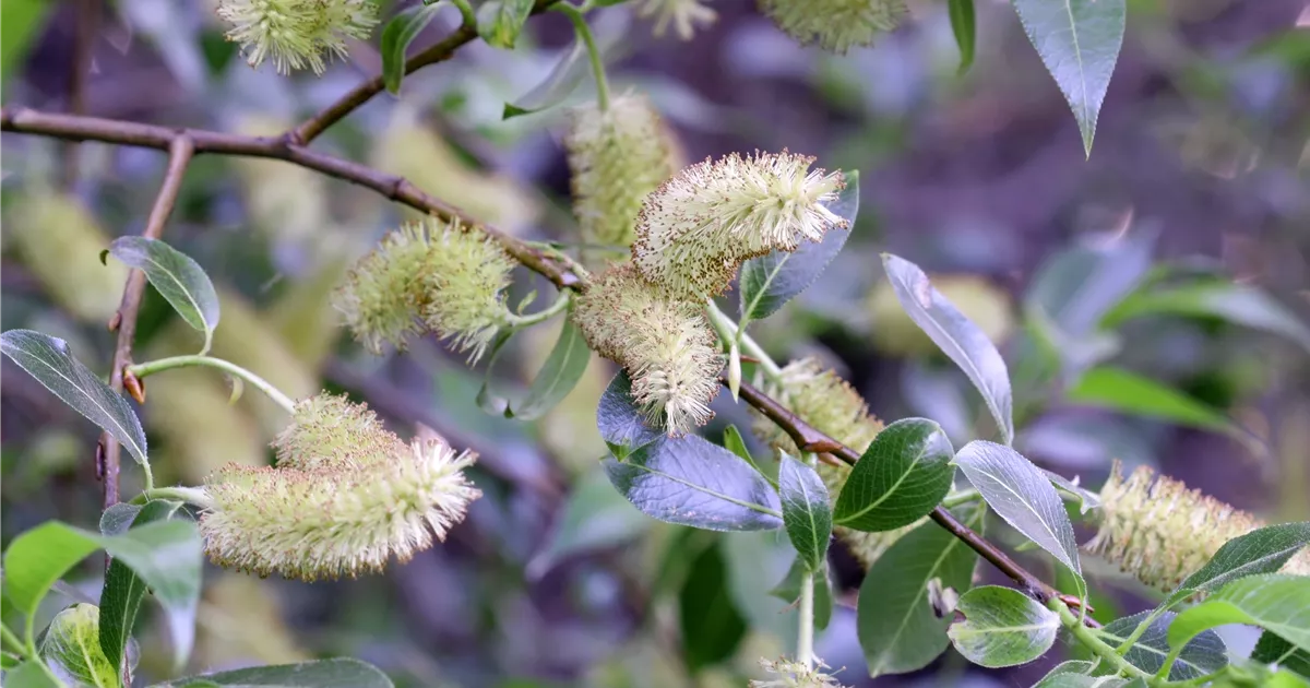 Salix pentandra