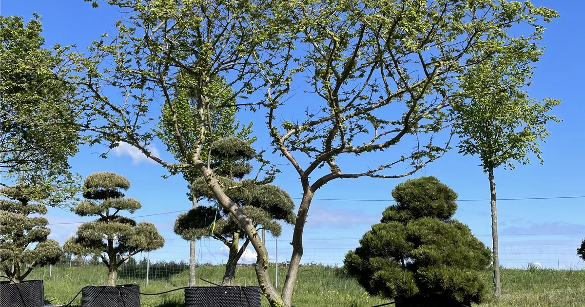 Ulmus x hollandica 'Jacqueline Hillier'