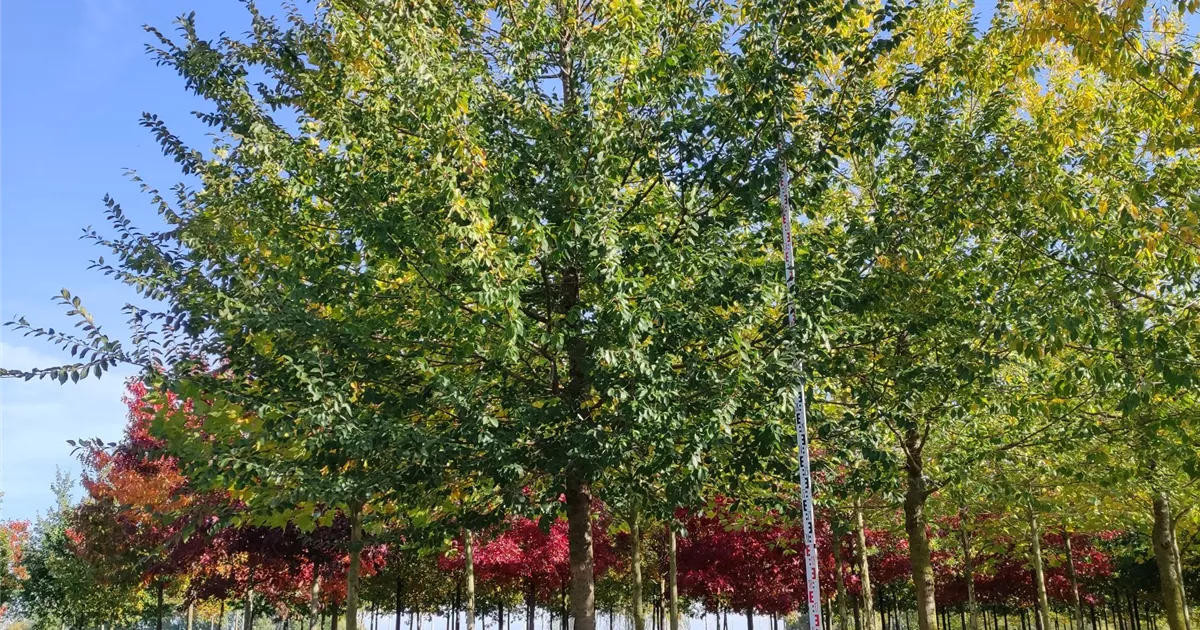 Ulmus 'Fiorente' -S- RESISTA-R-