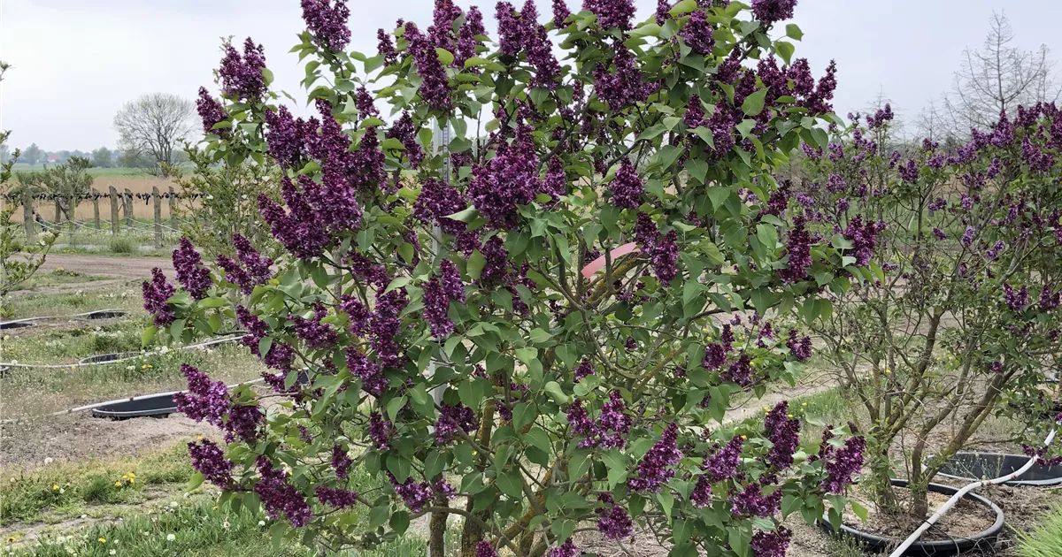 Syringa vulgaris 'Mrs. Edward Harding'