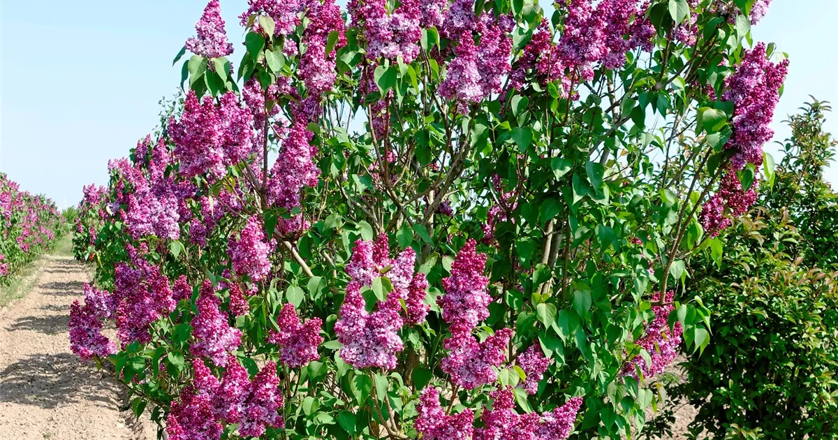 Syringa vulg. 'Prince Wolkonsky'