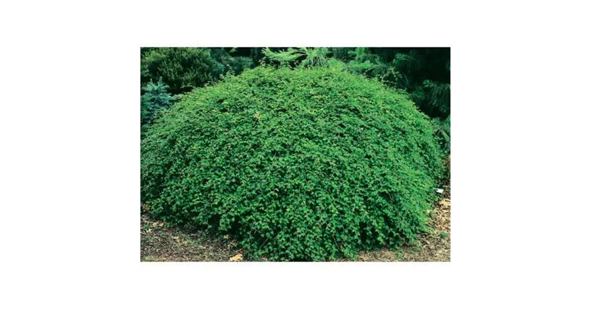 Stephanandra incisa 'Crispa'