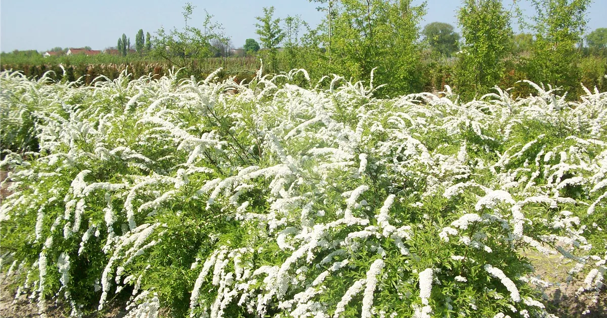Spiraea x cinerea 'Grefsheim'