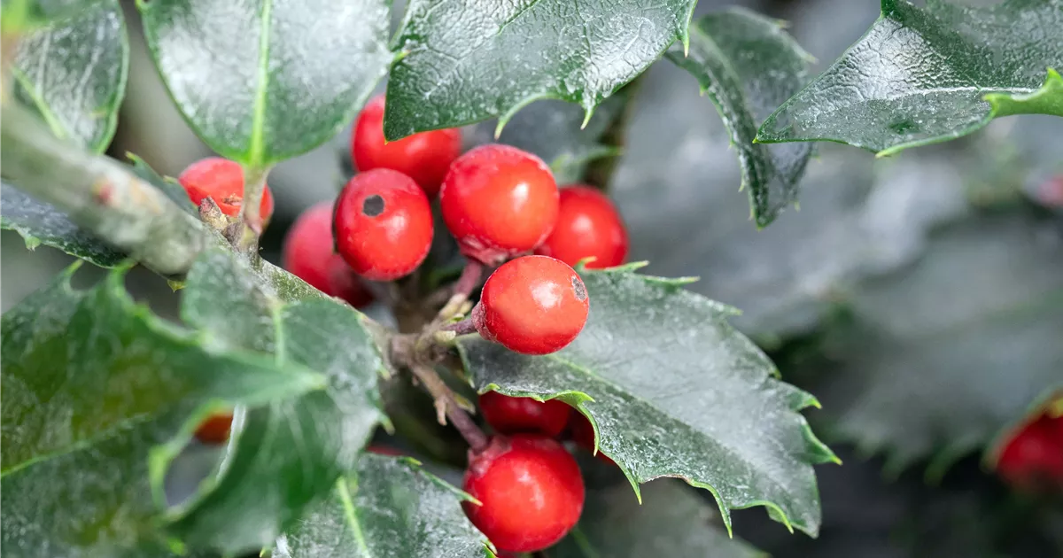 Ilex meserveae 'Blue Princess'®
