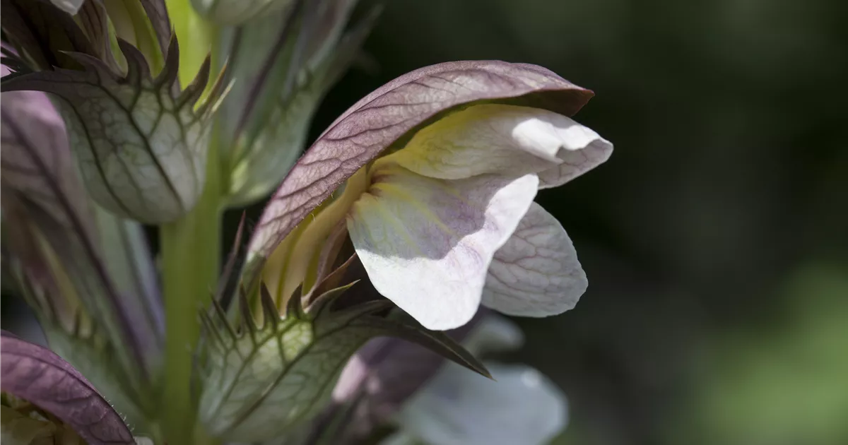 Acanthus hungaricus