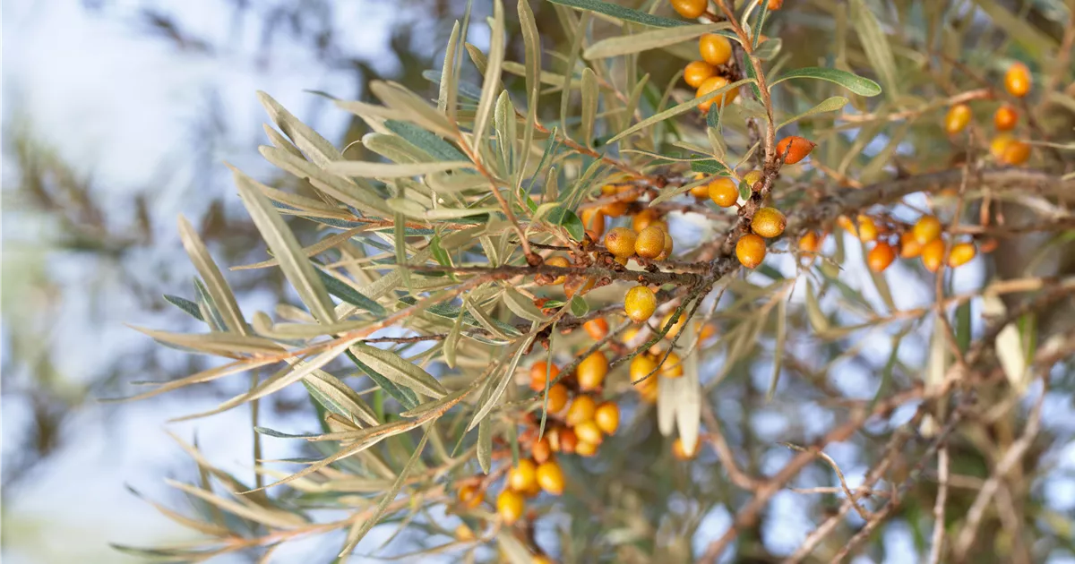 Hippophae rhamnoides