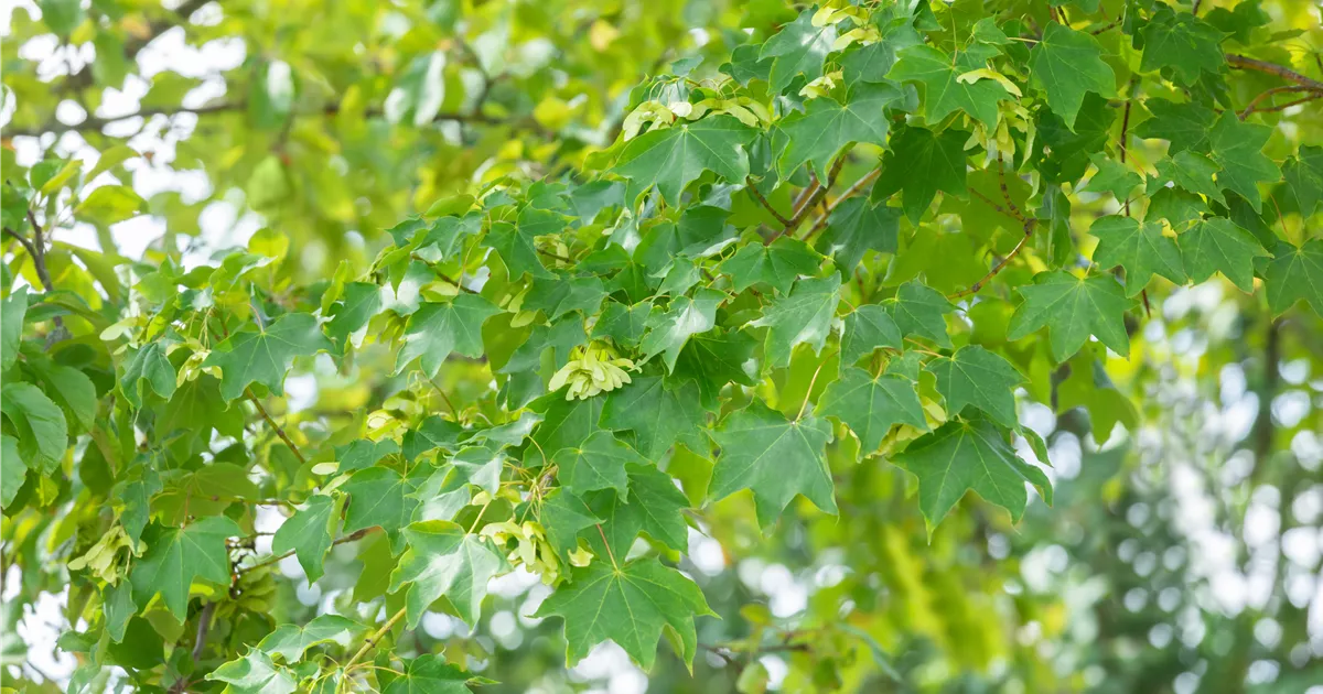 Acer cappadocicum 'Rubrum'