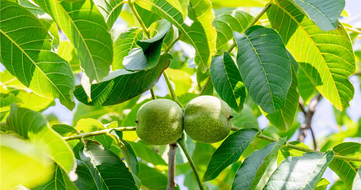 Juglans regia 'Franquette'
