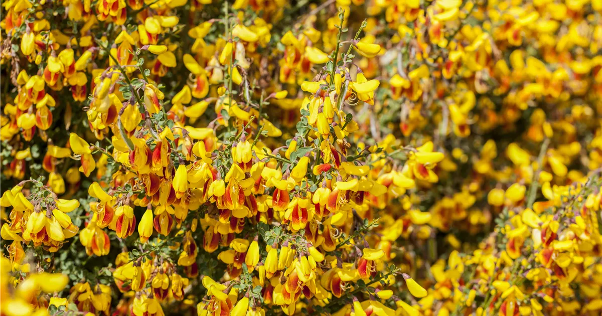 Cytisus scoparius 'Firefly'
