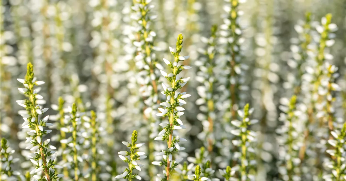 Calluna vulgaris 'Alicia' -S-