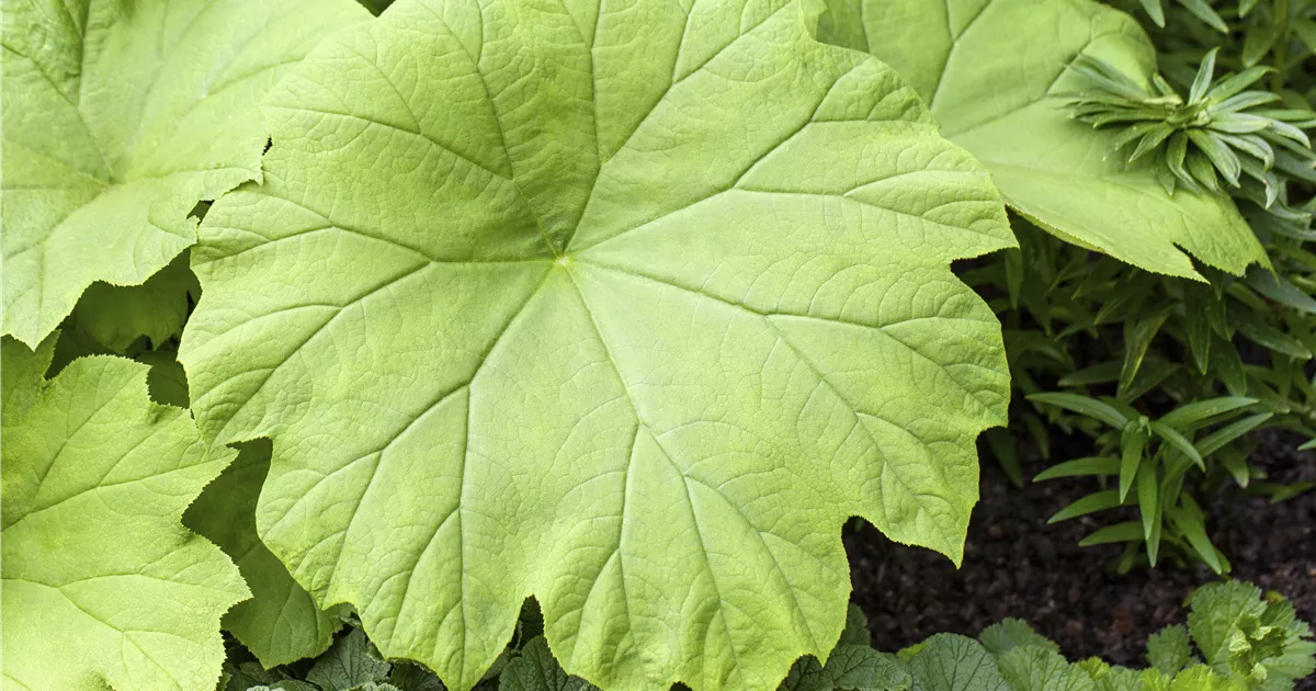 Astilboides tabularis