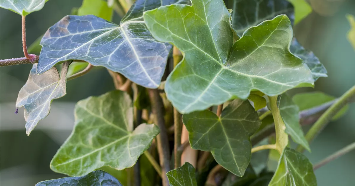 Hedera helix ssp. hibernica