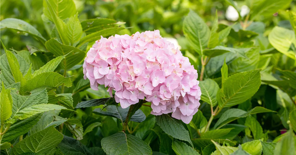 Hydrangea macrophylla 'Bouquet Rose'