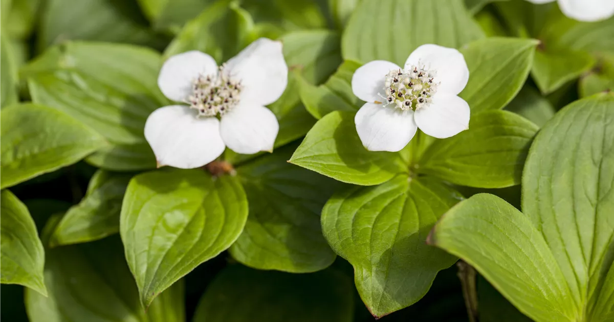 Cornus canadensis