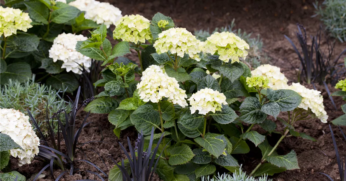 Hydrangea 'The Bride'®