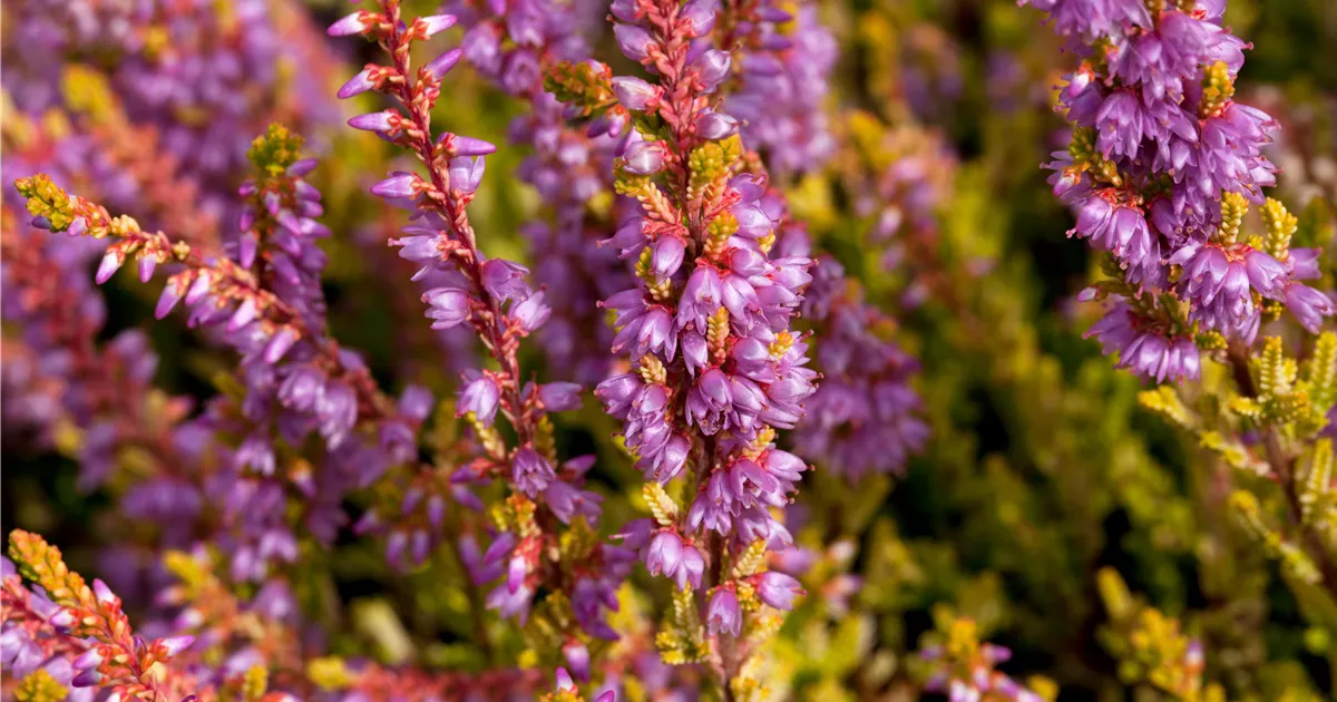 Calluna vulgaris 'Boskoop'