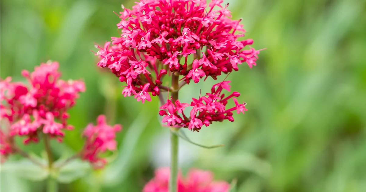 Centranthus ruber 'Coccineus'