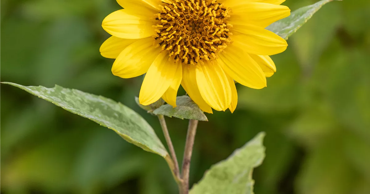 Helianthus decapetalus 'Capenoch Star'