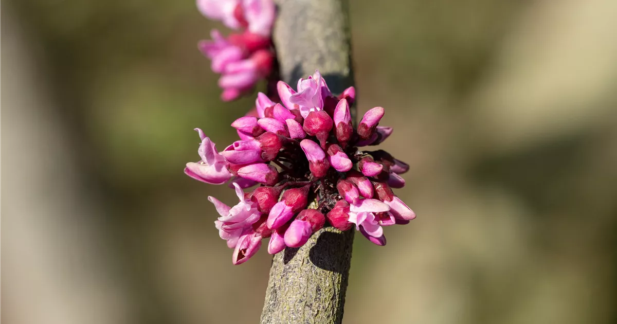 Cercis canadensis 'Forest Pansy'
