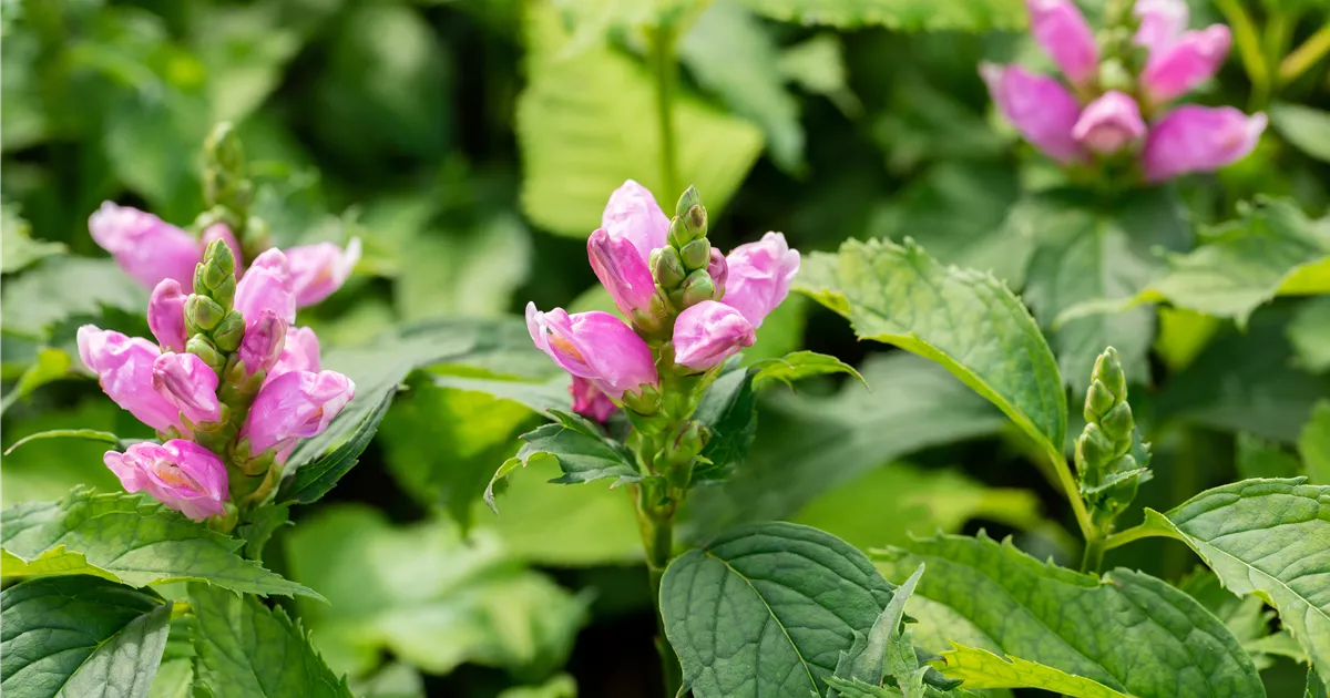 Chelone obliqua