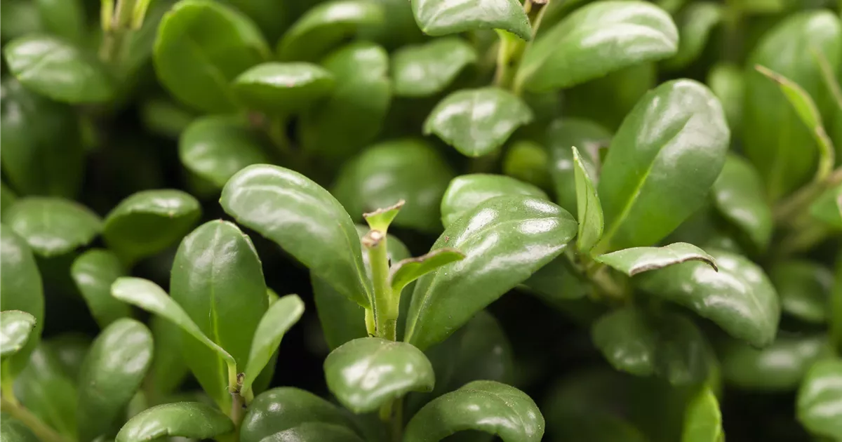 Ilex crenata 'Convexa'