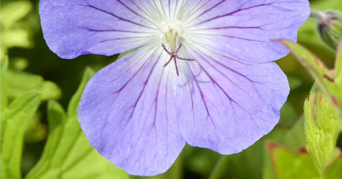 Geranium pratense 'Johnson´s Blue'