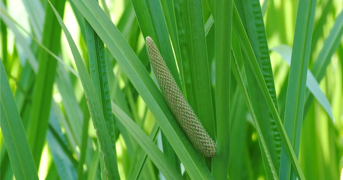 Acorus calamus