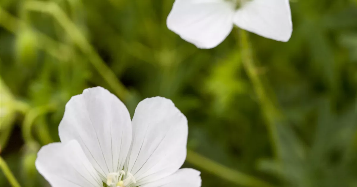 Geranium sanguineum 'Album'
