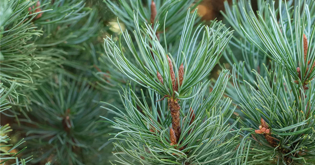 Pinus pumila 'Glauca'