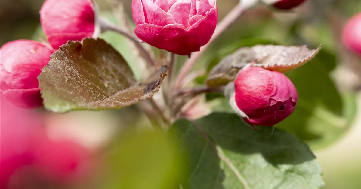 Malus 'Brandy Magic'