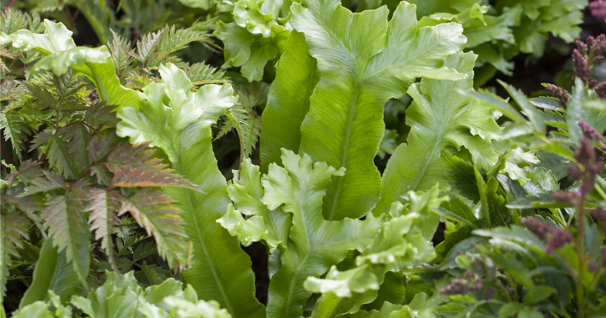 Phyllitis scolopendrium