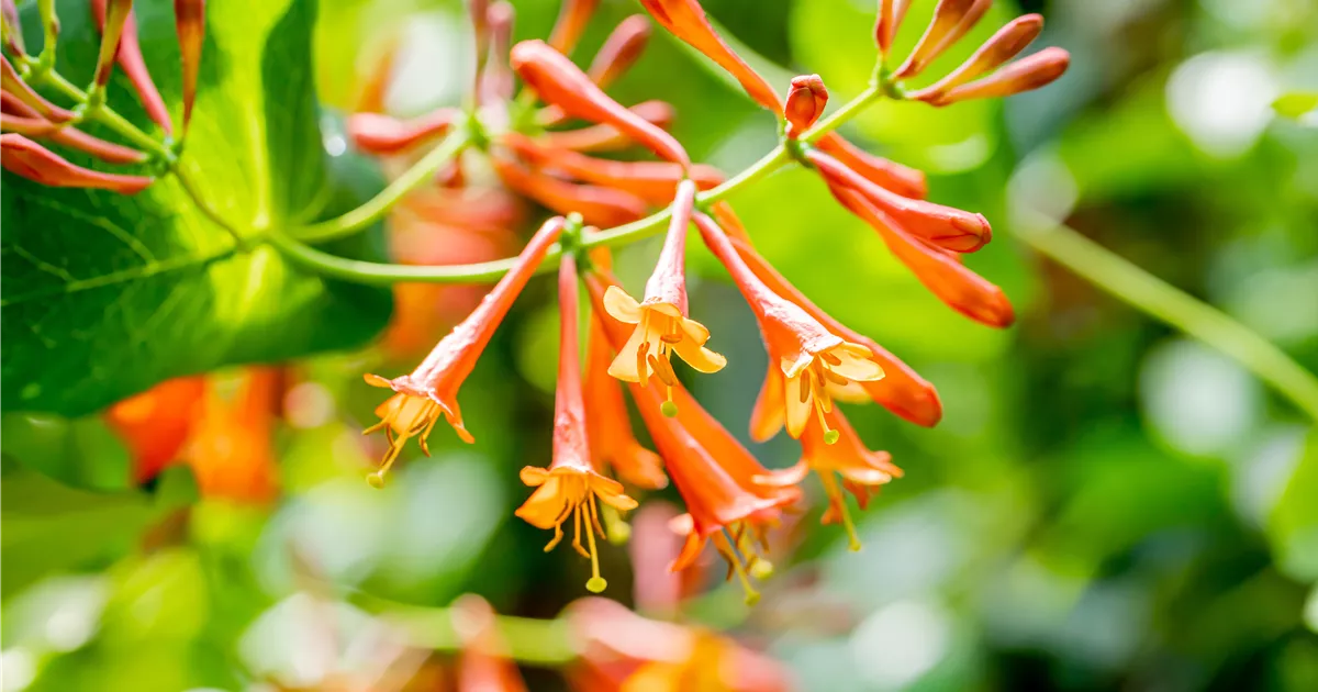 Lonicera x brownii 'Dropmore Scarlet'