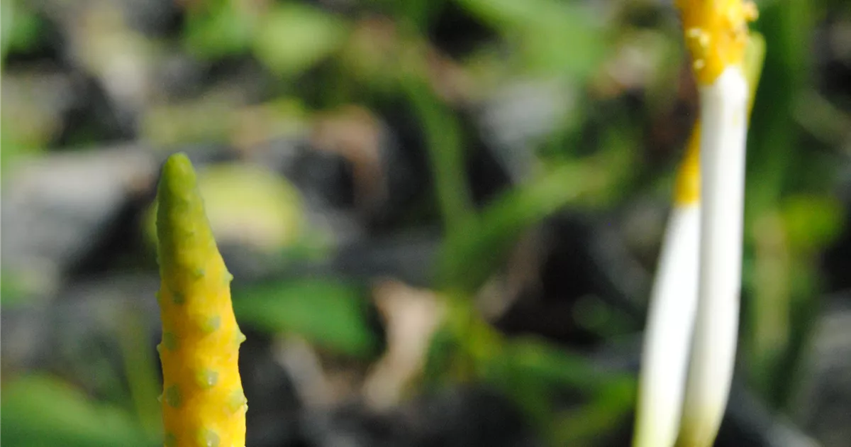 Orontium aquaticum