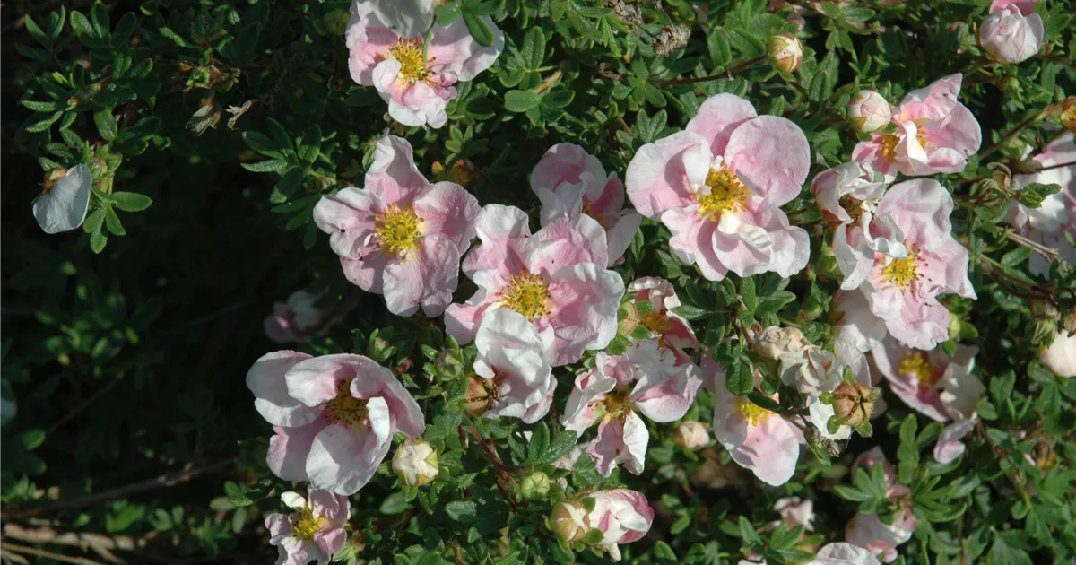 Potentilla fruticosa 'Princess'®
