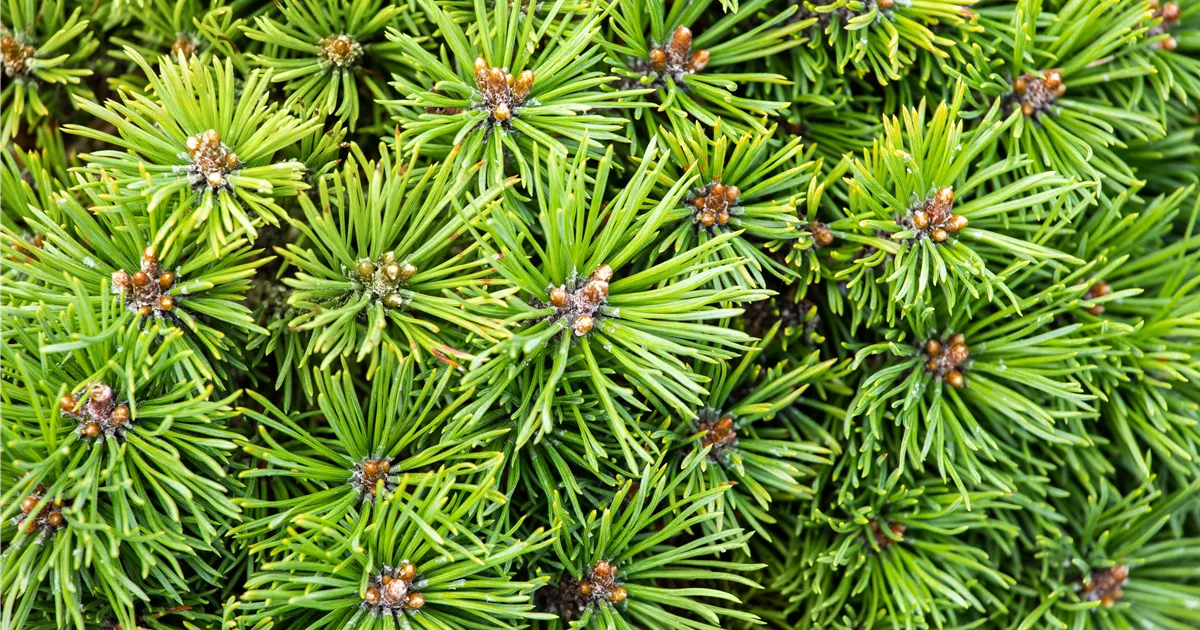Pinus mugo 'Mini Mops'