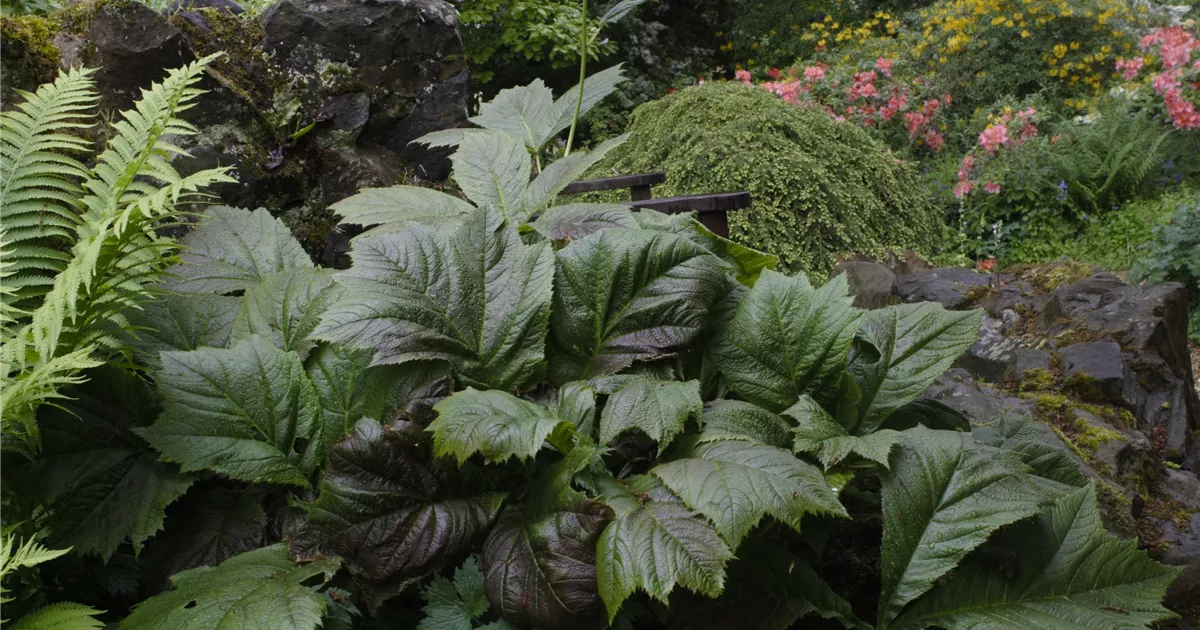Rodgersia podophylla