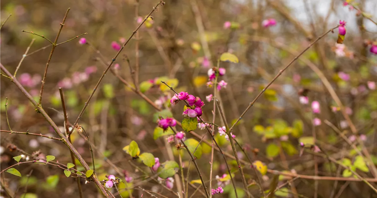 Symphoricarpos orbiculatus