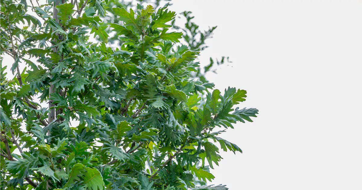 Quercus frainetto